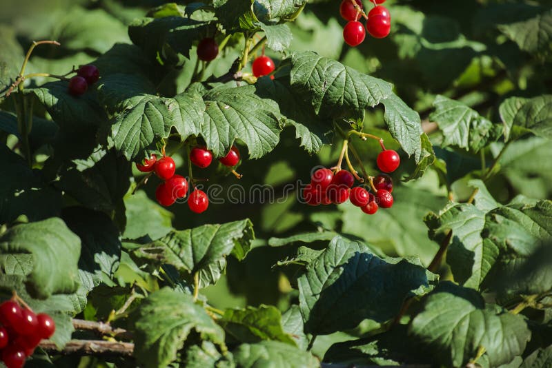 Red viburnum berries stock photo. Image of bark, food - 142730842