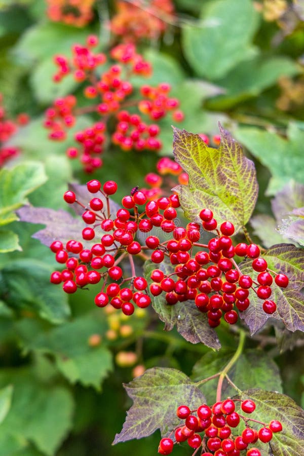 Red Viburnum Berries on the Branches Stock Image - Image of natural ...