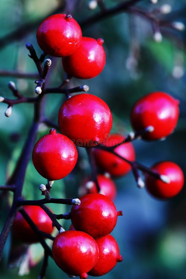 Red Viburnum Berries on a Green Bush. Viburnum Opulus Stock Image ...