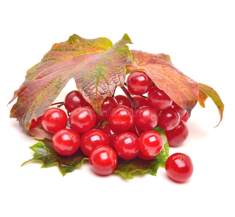 Red Viburnum Berries with Leaves Stock Image - Image of garden, opals ...