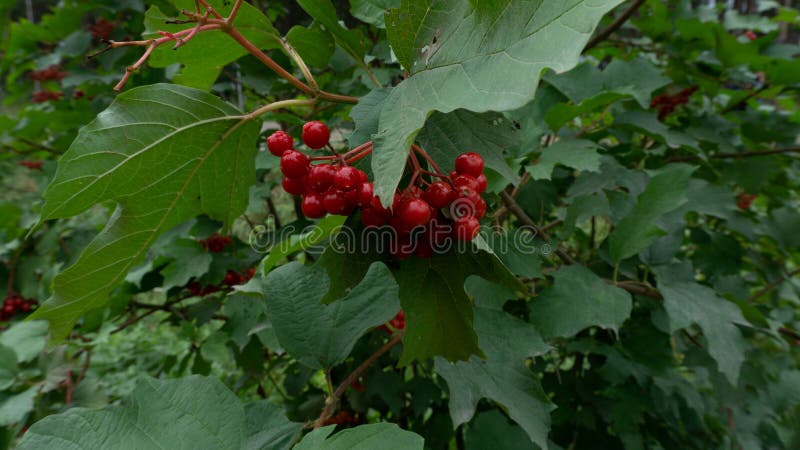Red Viburnum Berries Surrounded by Green Foliage Stock Photo - Image of ...