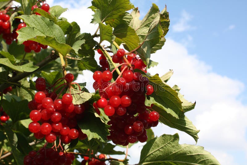 Red viburnum in the garden stock image. Image of close - 103806979