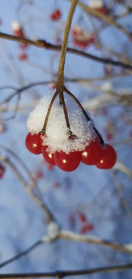 Red Viburnum Fruits Under the Snow in Winter Stock Photo - Image of ...