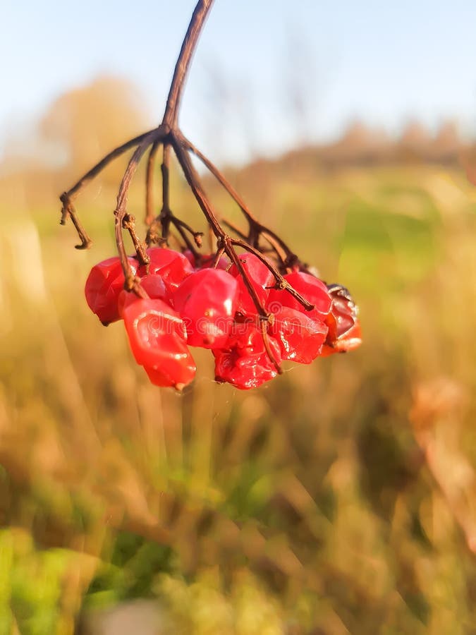Red Viburnum with Bunch of Dried Red Berries Stock Image - Image of ...