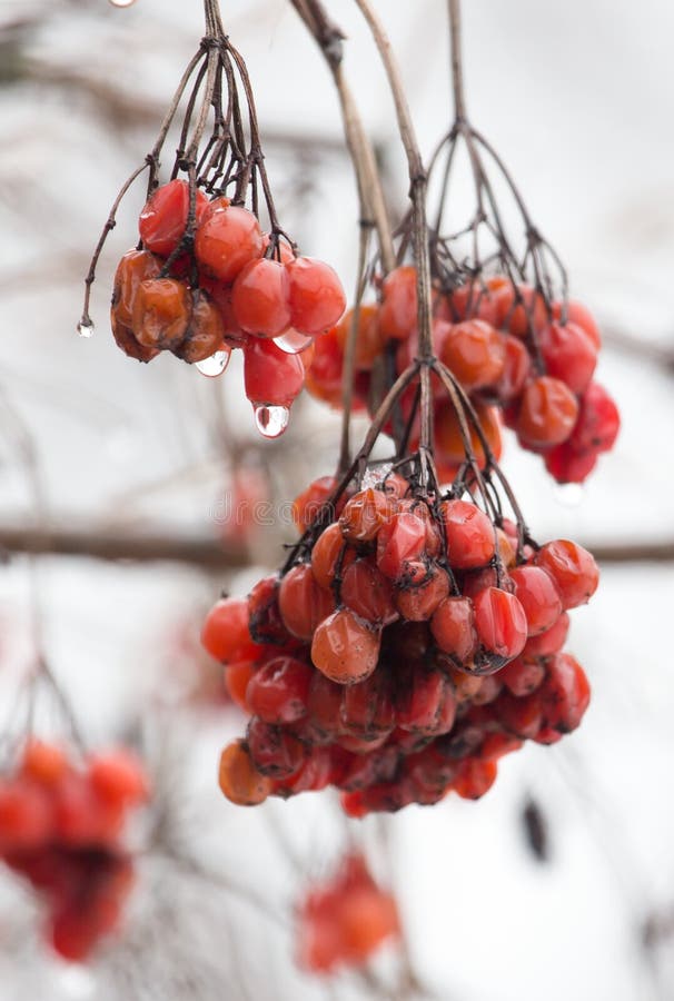 Red Viburnum on the Tree in Winter Stock Image - Image of blue, winter ...
