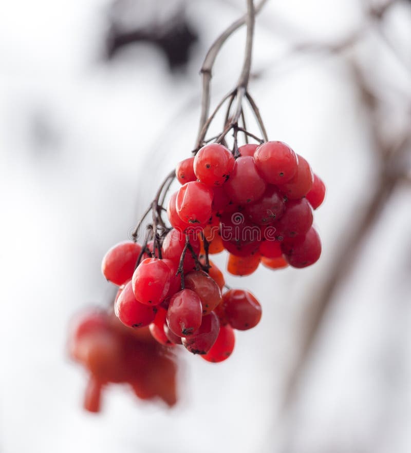 Red Viburnum on the Tree in Winter Stock Photo - Image of garden ...
