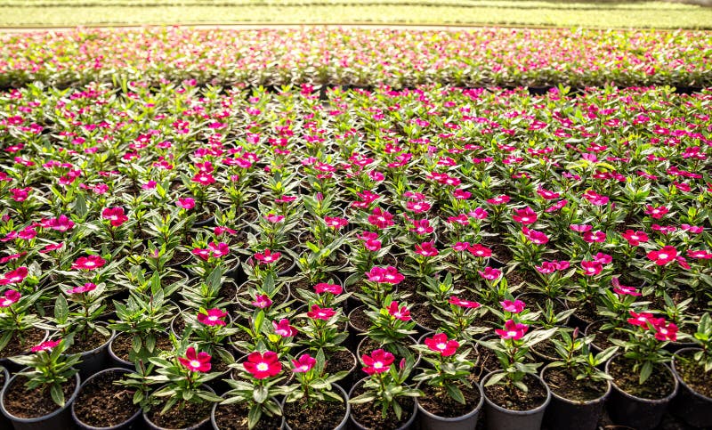 Red Vinca Flowers with a White Center Stock Image - Image of potted ...