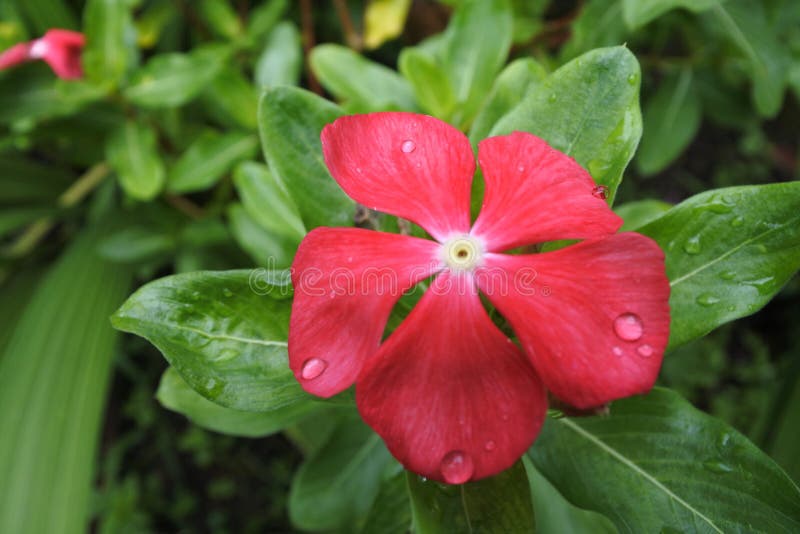 Red Vinca, Tapak Dara Merah Stock Image - Image of kembang, flowering ...
