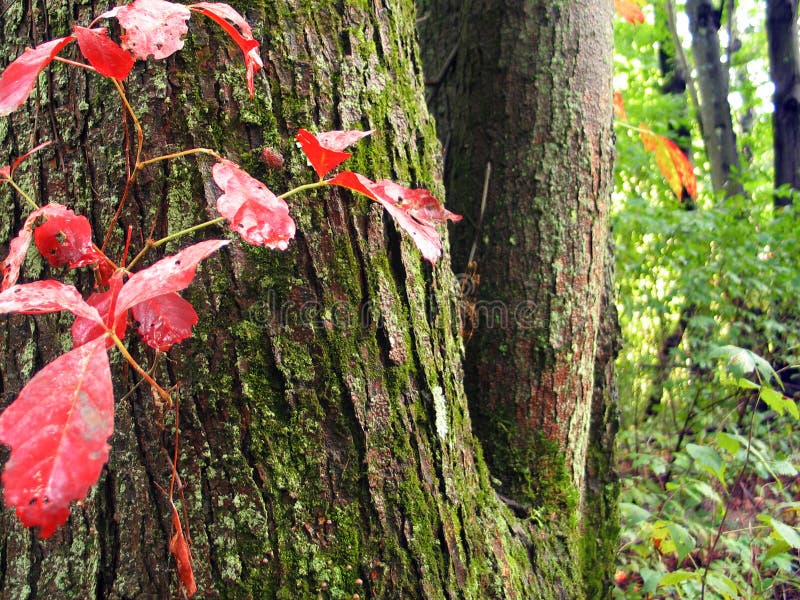 Red vine stock photo. Image of trees, moss, tree, leaves - 25626