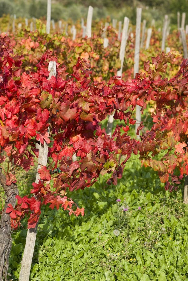Red vine autumn leaves stock image. Image of liguria - 61420517