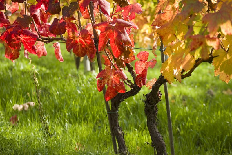 Red vine autumn leaves stock photo. Image of farm, growing - 61421718