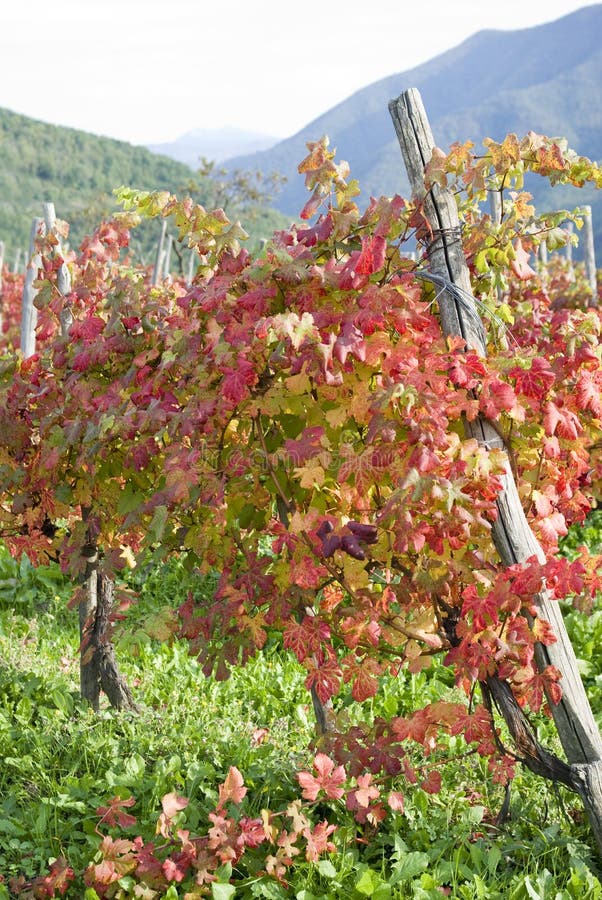 Red vine autumn leaves stock photo. Image of italy, country - 61421528