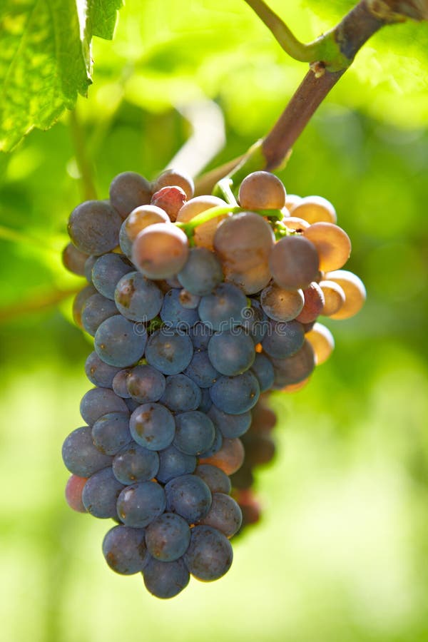 Red vine grapes in fall stock photo. Image of rhinelandpalatinate ...