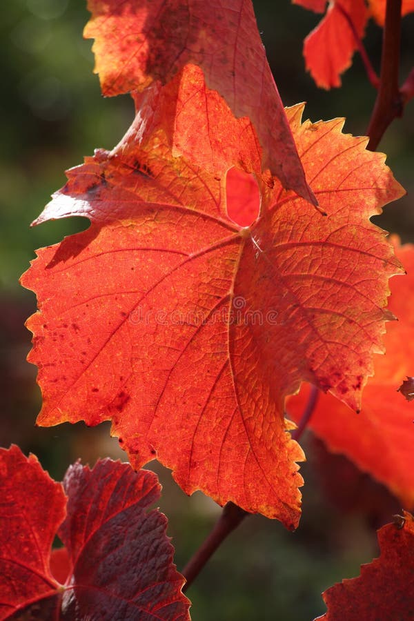 Red vine leaf stock photo. Image of orange, colorful - 80330632