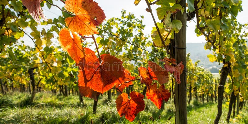 Red Vine Leaf in a Vineyard Stock Photo - Image of foliage, vines: 64181668