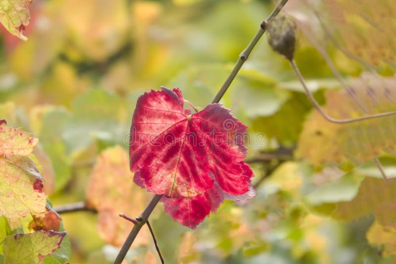 Red Vine Leave stock photo. Image of green, autumn, leave - 89598442