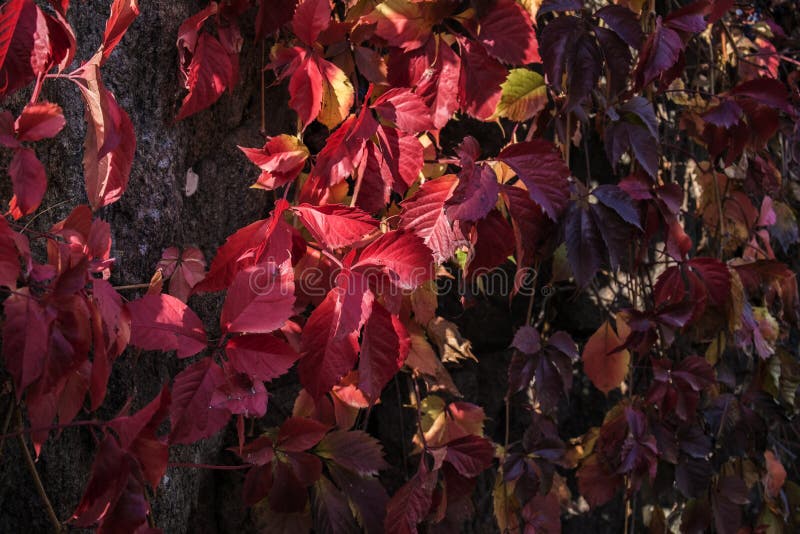 Red vine leaves stock photo. Image of dark, creative - 209708496
