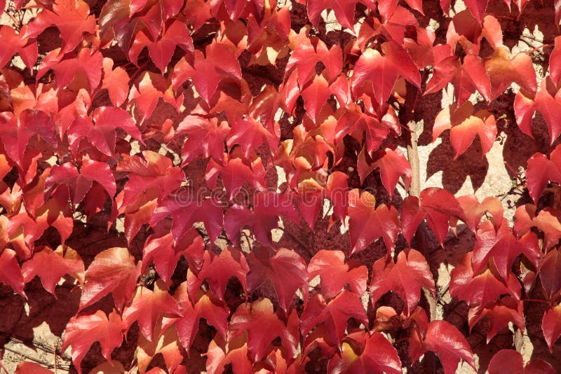 Red vine leaves on a wall stock photo. Image of nature - 25883086