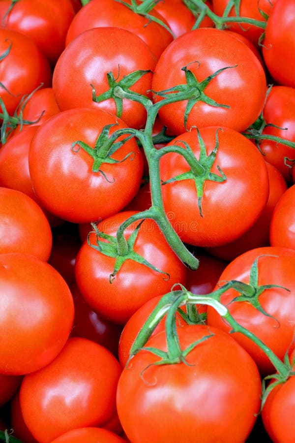 Red vine tomatoes stock image. Image of nutritious, beautiful - 75435771