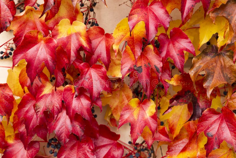 Red Vine on the Wall. Natural Background Stock Image - Image of closeup ...