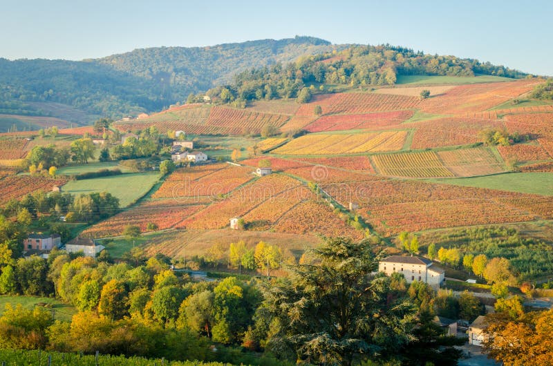 The red vineyard stock image. Image of forest, fall - 102039953