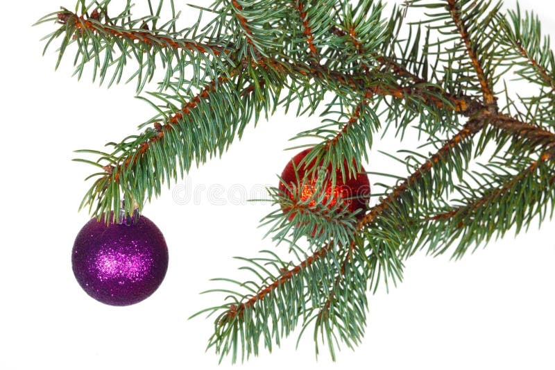 Red and Violet Balls on the Branch of Christmas Tree Stock Image ...