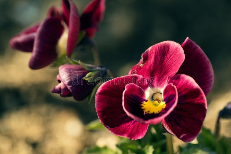 Red violet flower stock image. Image of season, meadow - 62357197
