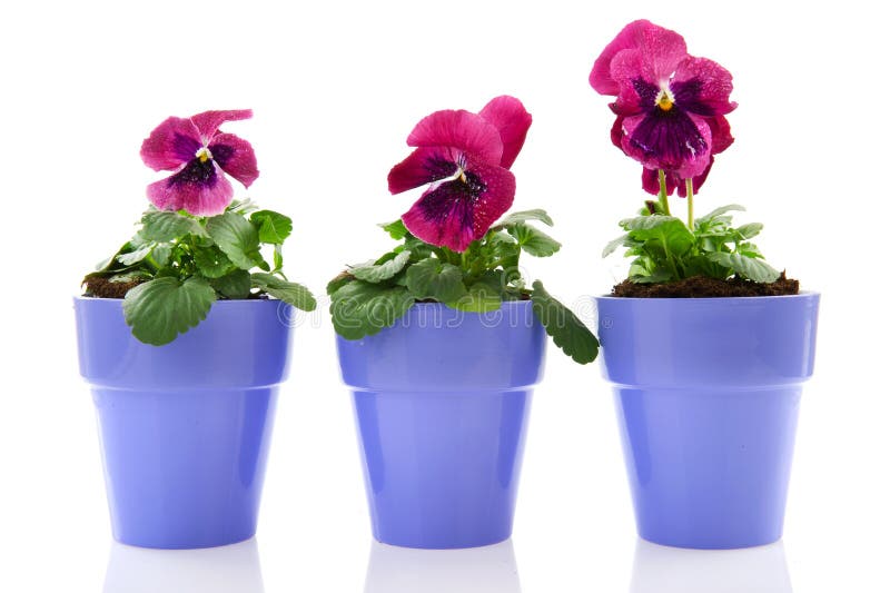 Red Violet flowers stock photo. Image of studio, summer - 18093900