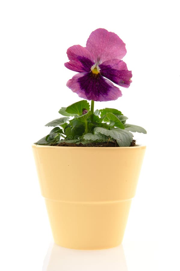 Red Violet flowers stock photo. Image of isolated, plant - 18093940