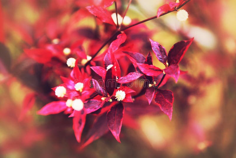 Red and violet flowers stock image. Image of flower, green - 84550553
