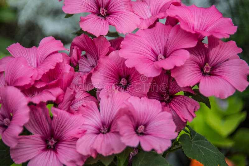 Red Violet Mallow Flowers with Stamens Stock Image - Image of duft ...