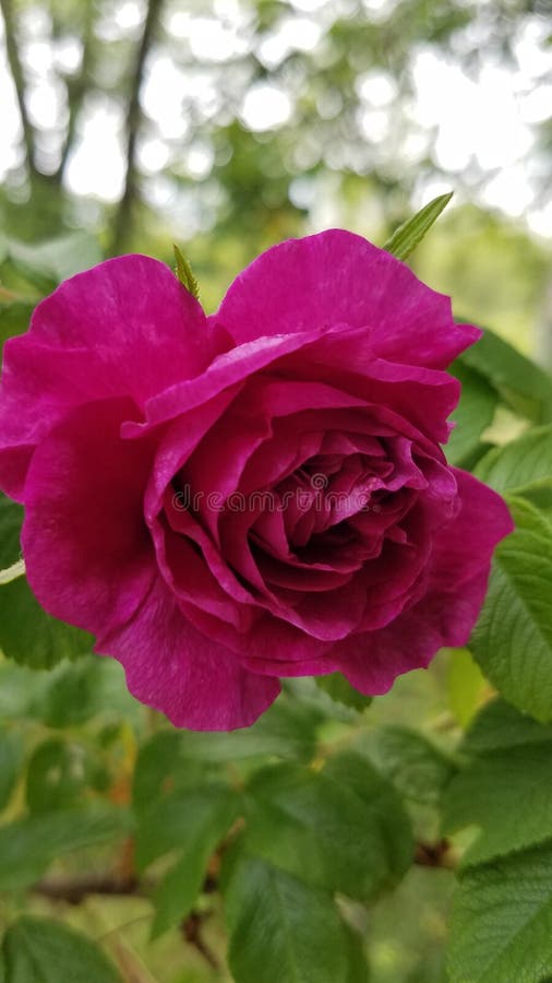 Red Violet Rose stock photo. Image of leaves, rose, green - 148665390