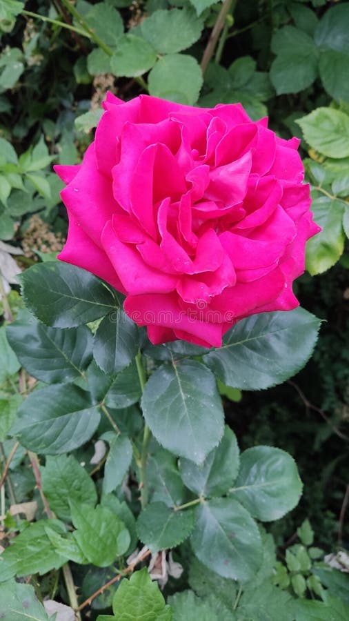 Red Violet Rose Solo Green Leaves Spring Stock Image - Image of bouquet ...