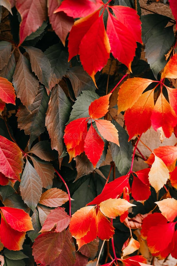 Red Virginia creeper stock image. Image of ecology, botany - 132635299