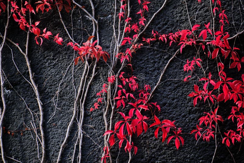 The Red Virginia Creeper on the Black Concrete Wall Stock Image - Image ...