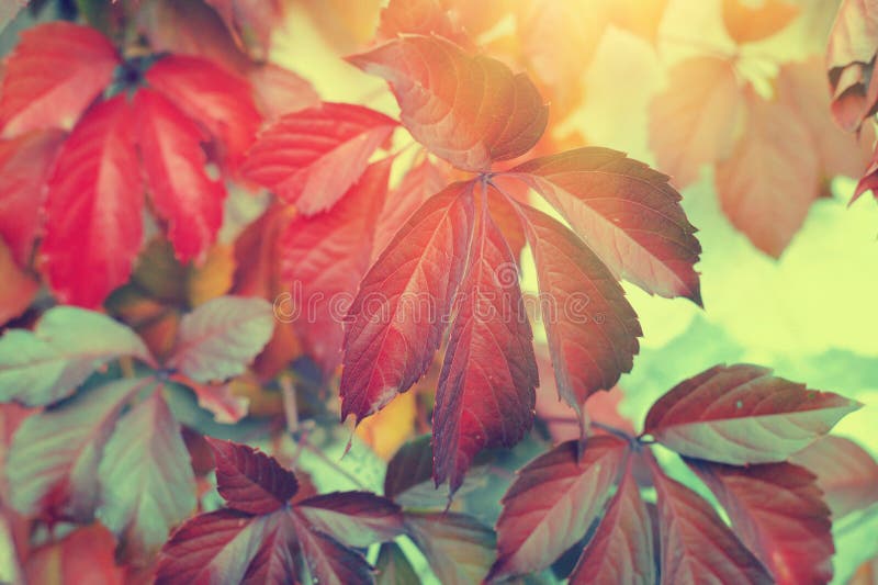 Red Virginia Creeper Climbing Up on White Wall Stock Photo - Image of ...