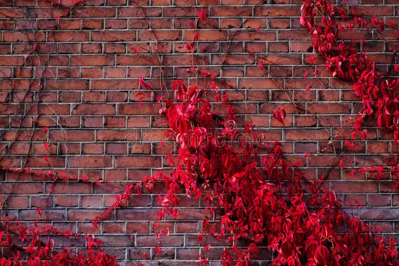 The Red Virginia Creeper on the Old Brick Wall Stock Photo - Image of ...