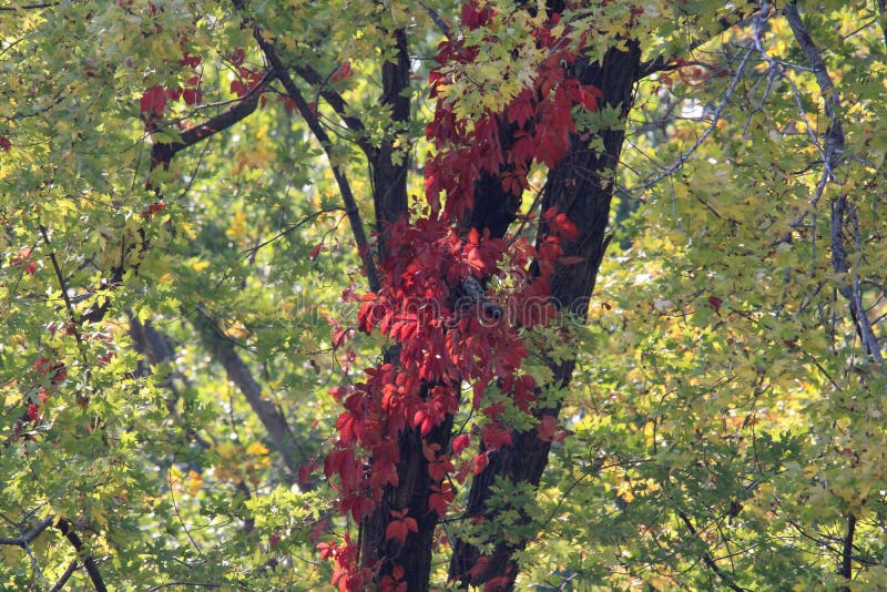 Red Virginia Creeper Plant in the Green Forest Stock Photo - Image of ...
