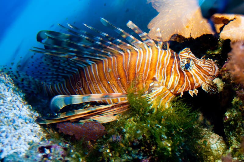 Red or Volitan Lionfish stock image. Image of saltwater - 11189155