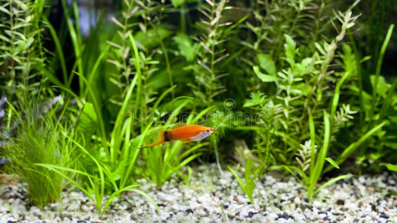 Red Wag Swordtail stock image. Image of swim, natural - 51549011
