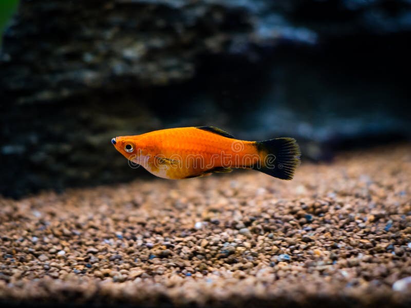 Red Wagtail Platy Xiphophorus Maculatus in a Fish Tank Stock Image ...