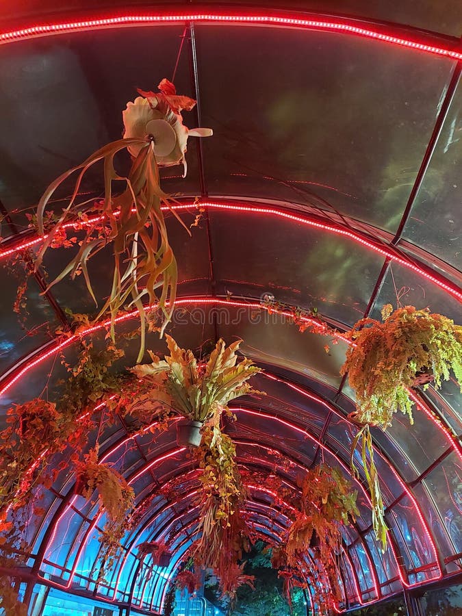 Red in the Wall Looks Good and Nice Stock Image - Image of good, looks ...