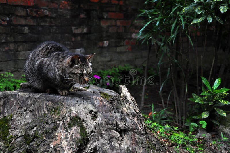 Child Chasing Cat Stock Photos - Free & Royalty-Free Stock Photos from ...