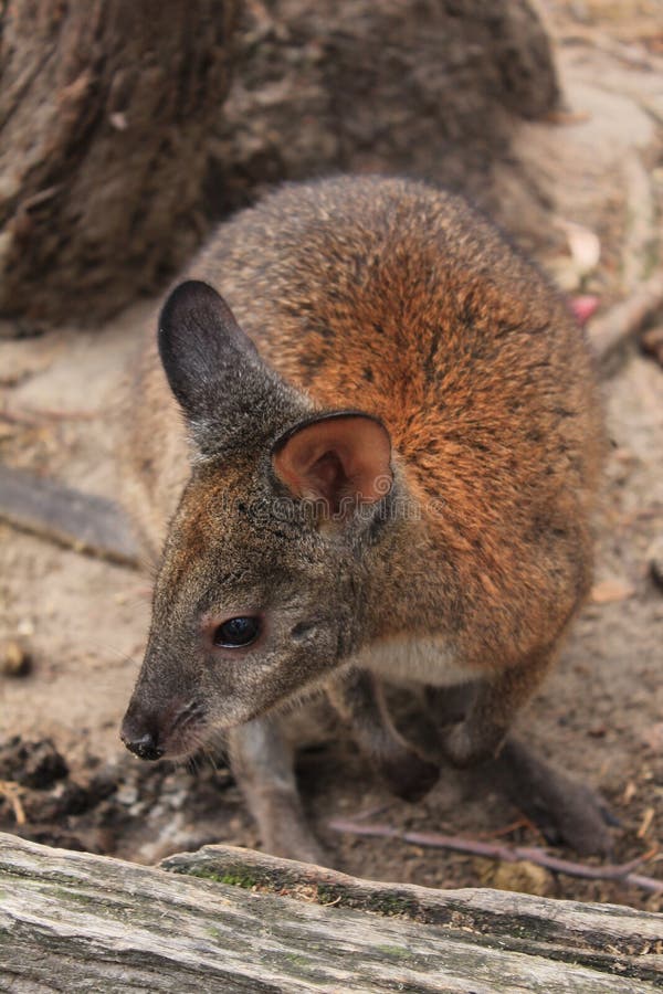 Red Wallaby stock image. Image of bush, wallaby, kangaroo - 37474377