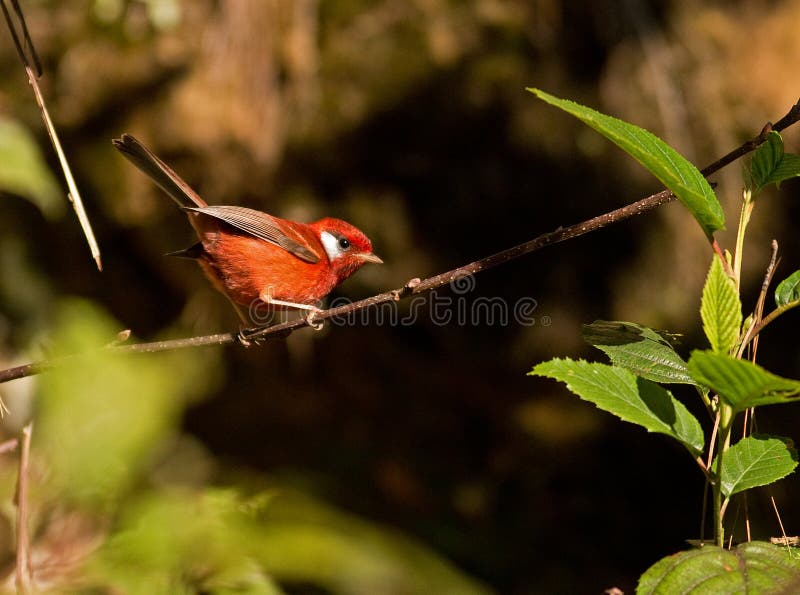 Red Warbler stock photo. Image of tropical, parulidae - 37088326