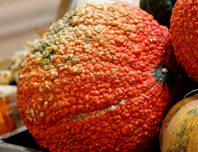 Red Warty Thing, Cucurbita Maxima Stock Photo - Image of large ...