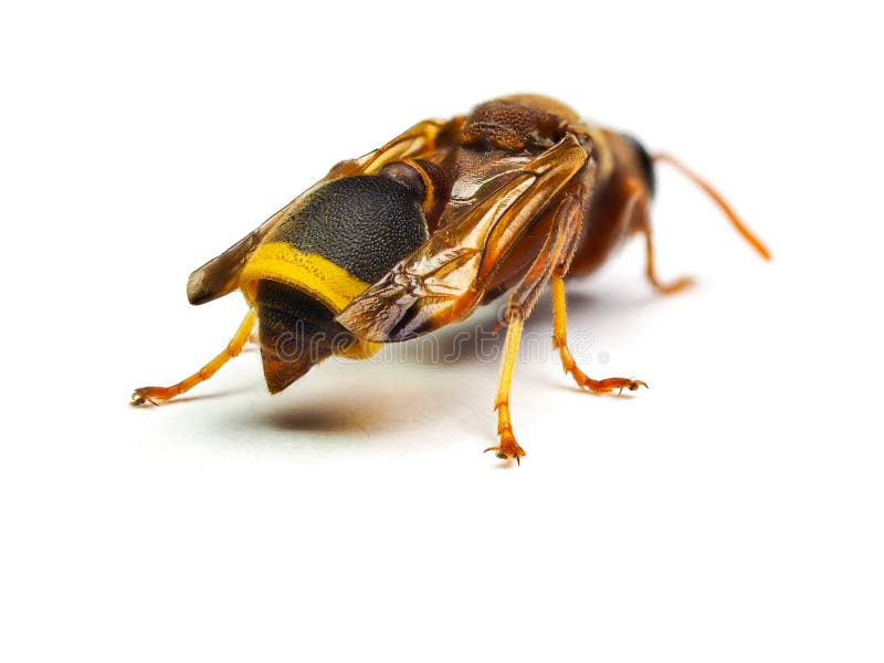 Red Wasp Hornet Isolated On White Background. Stock Image - Image of ...