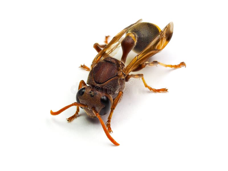 Red Wasp Hornet Isolated on White Background. Stock Photo - Image of ...