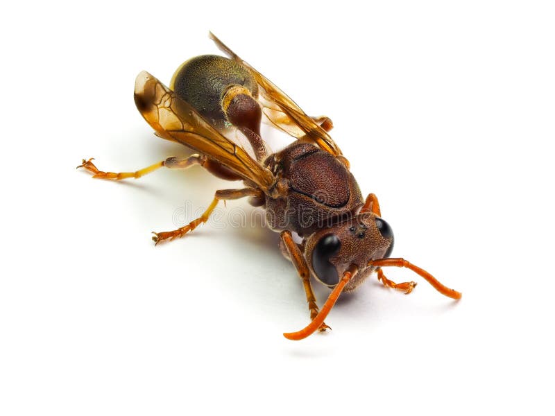 Red Wasp Hornet Isolated on White Background. Stock Photo - Image of ...