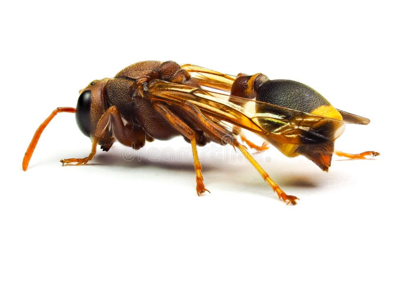 Red Wasp Hornet Isolated on White Background. Stock Photo - Image of ...